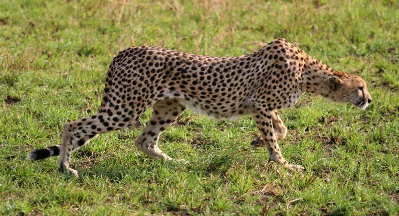 Imagenes del guepardo - Imagui